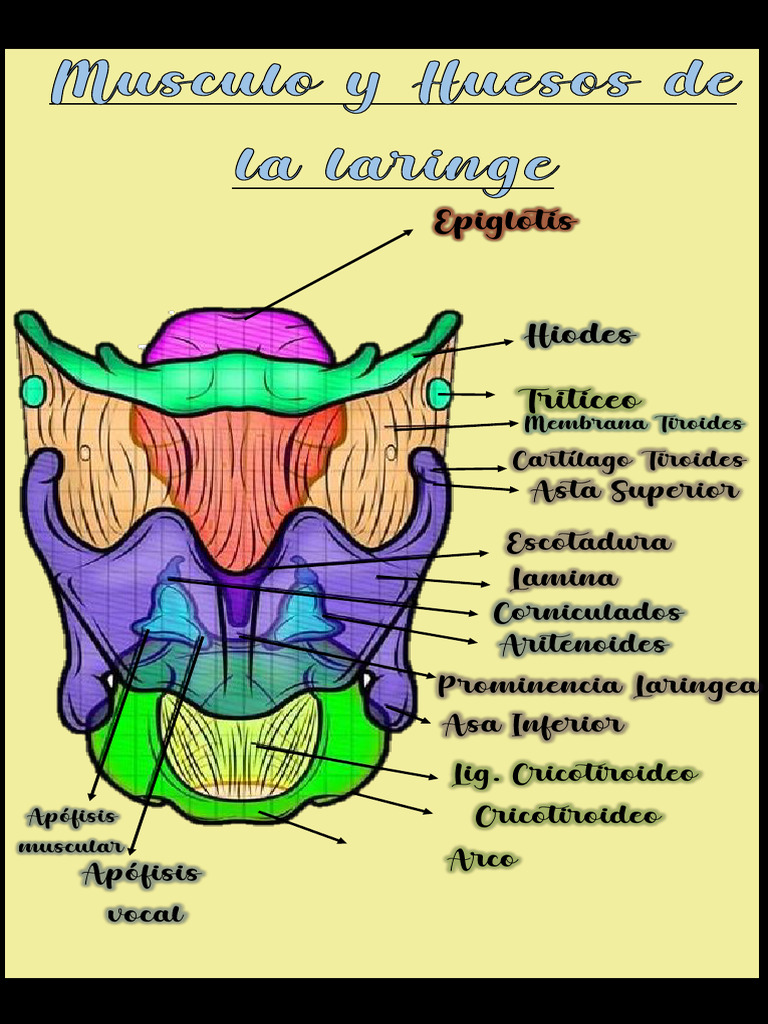 Cartilagos y Musculos Laringeo | PDF
