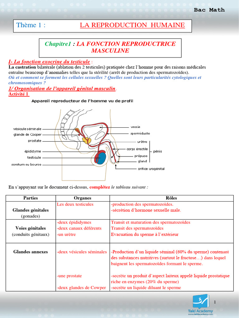 Schéma légendé du testicule humain | PDF | Testicule | Sperme
