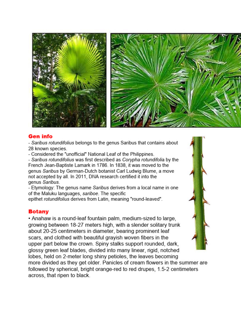 d.anahaw | PDF | Plants | Botany