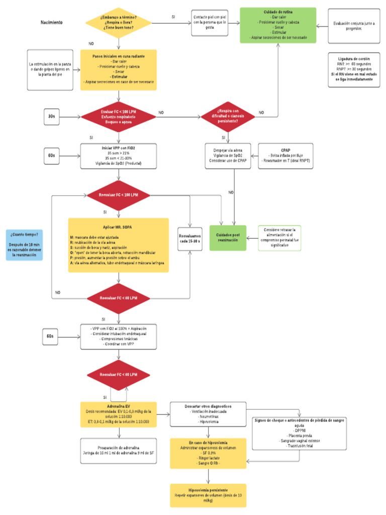 Esquema de reanimación neonatal | Descargar gratis PDF | Salud maternal ...