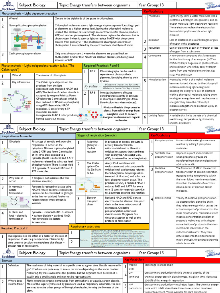 Energy Transfers Unit 5-NJA | PDF | Photosynthesis | Cellular Respiration