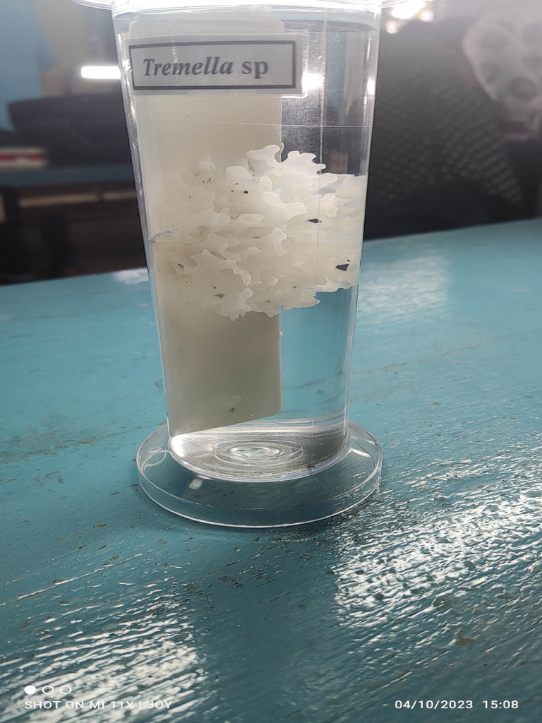 Saikat Taskar | PDF