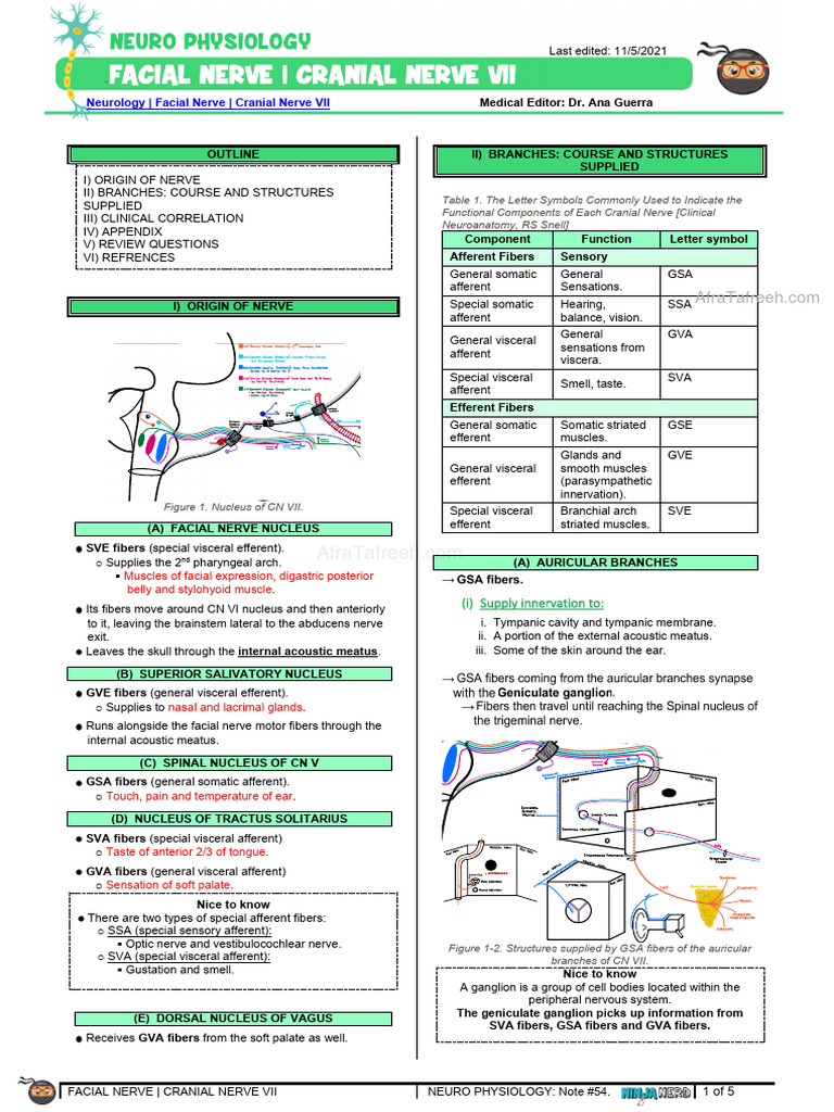 Facial Nerve - Cranial Nerve VII Atf | Download Free PDF | Human Head ...