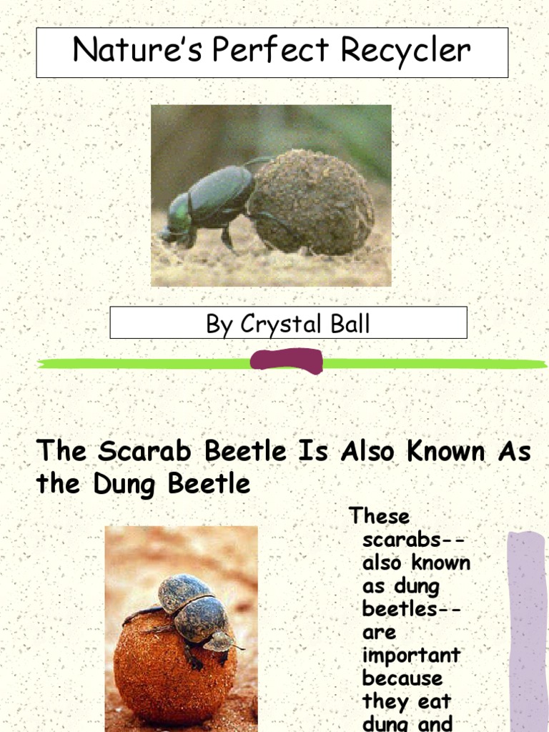 Nature's Perfect Recycler: by Crystal Ball | PDF