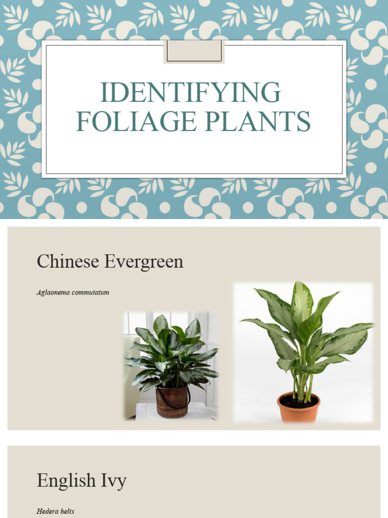 Identifying Foliage Plants LAB | PDF