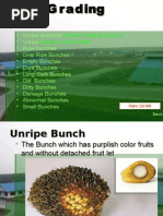 Mpob - Grading Manual - NEW2 | PDF | Palm Oil | Nature
