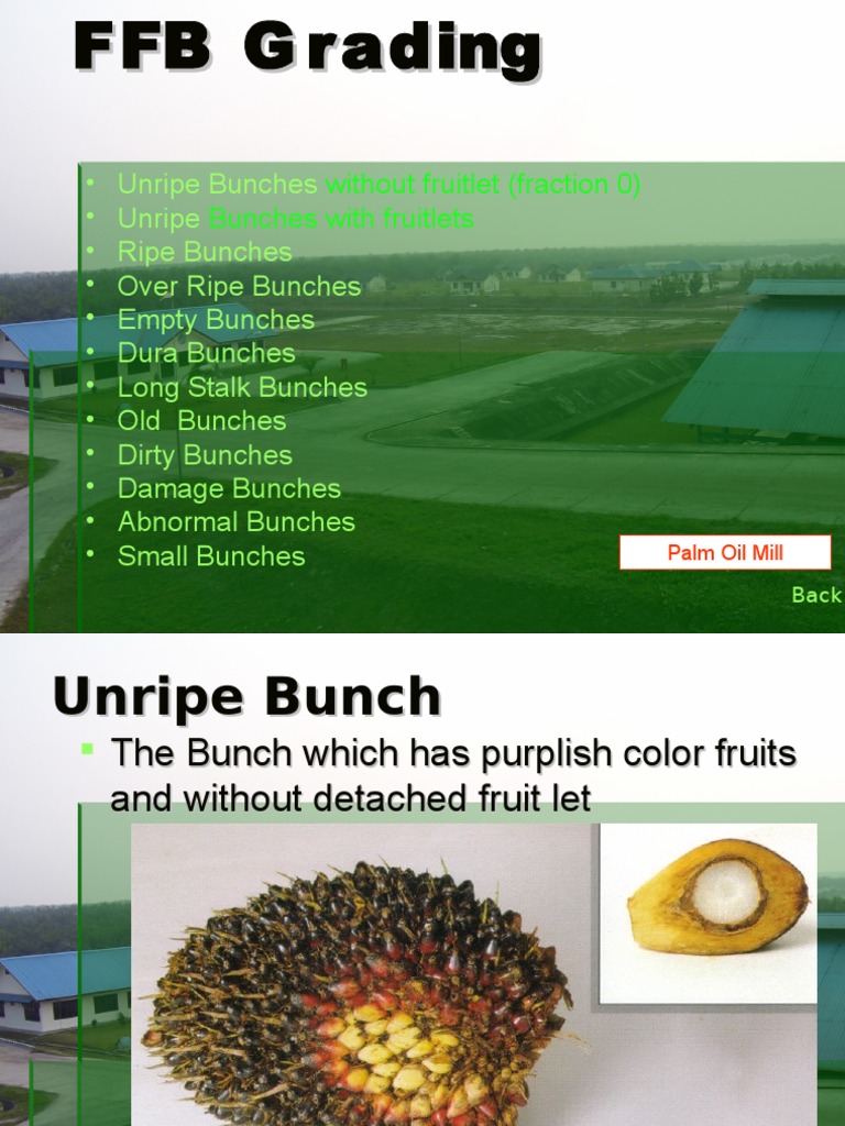 FFB Grading | PDF | Fruit | Palm Oil