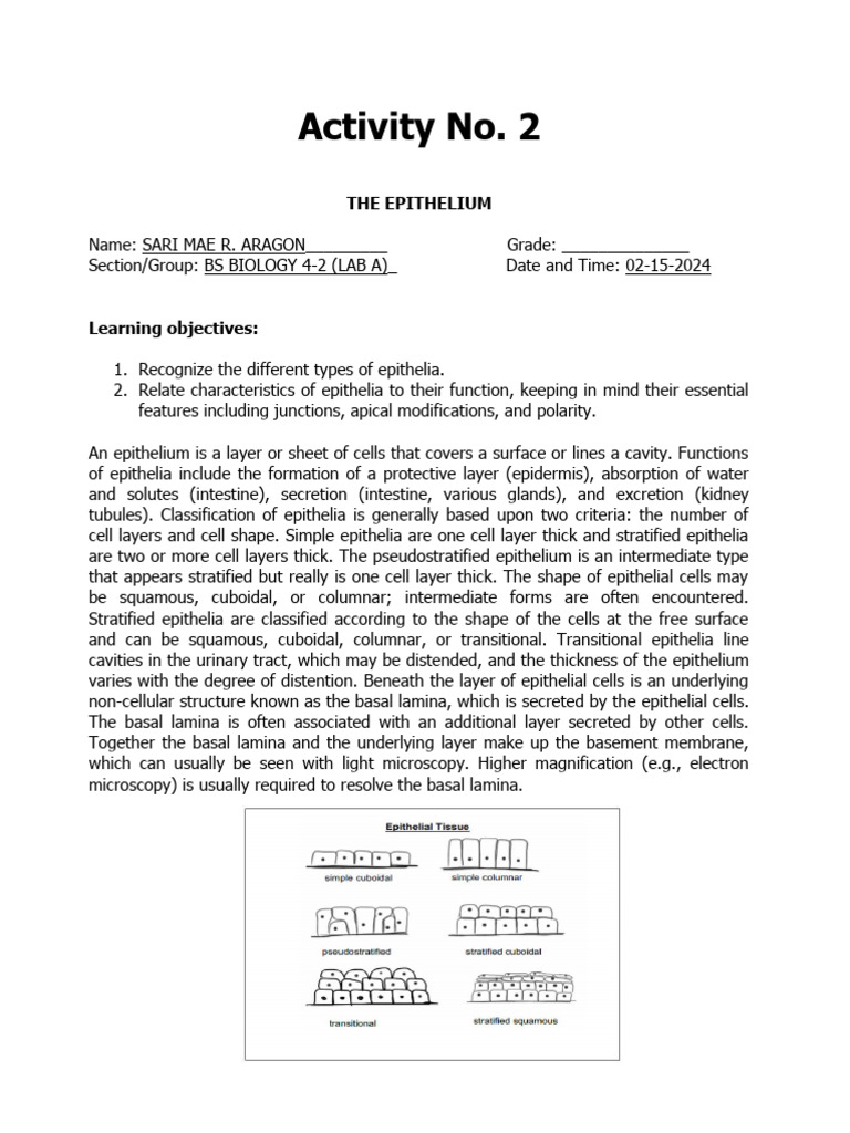 Understanding Epithelial Tissue Types | PDF | Epithelium | Tissue (Biology)