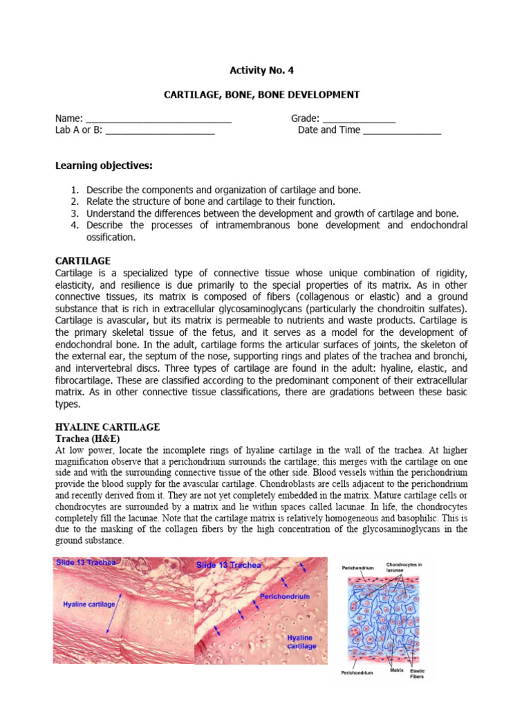 4.0 Activity#4 - CARTILAGE, BONE, BONE DEVELOPMENT (AutoRecovered) | PDF | Bone | Osteoblast