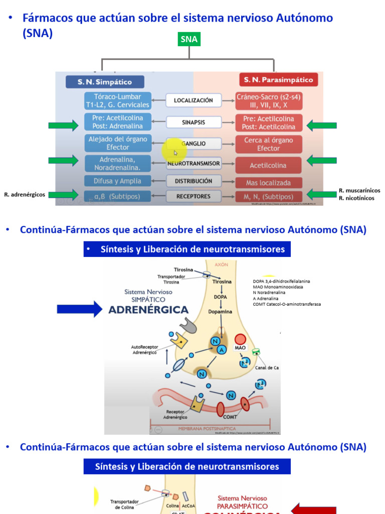 5 FÁRMACOS QUE ACTÚAN SOBRE EL SISTEMA NERVIOSO AUTÓNOMO (SNA) (Autoguardado) (Autoguardado ...