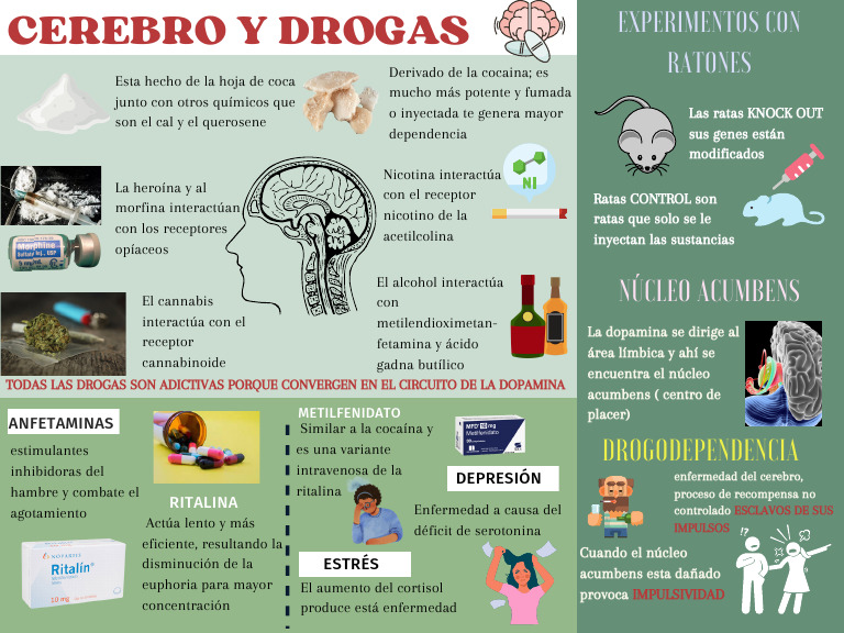 Infografía De Cn Cerebro Y Drogas Pdf Drogas Cocaína