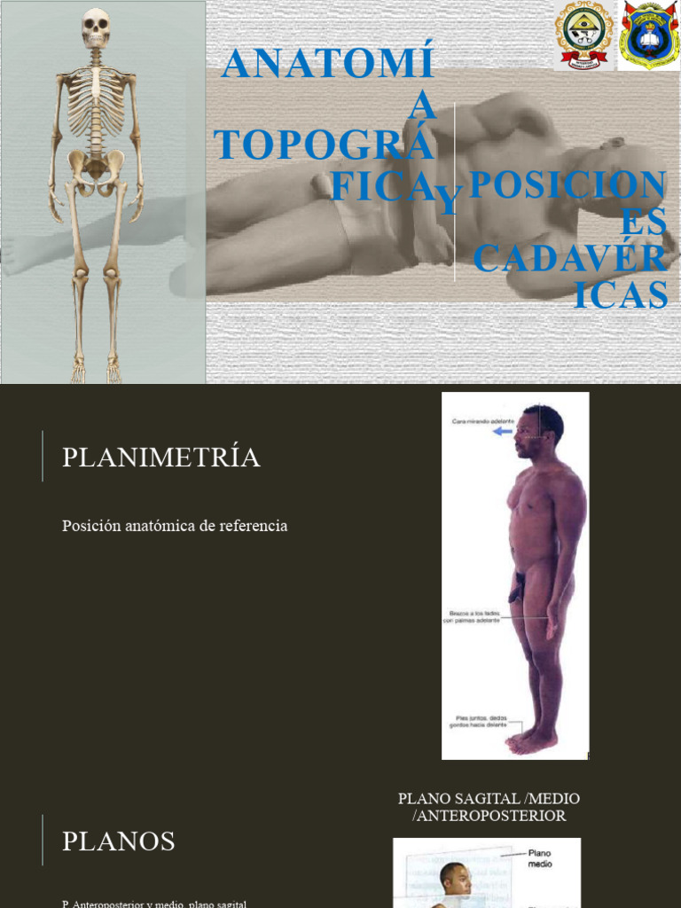 Anatomía Topográfica y Posiciones Cadavéricas | PDF