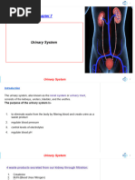 Urinary System Medical Terminology Guide | PDF | Kidney | Urinary System