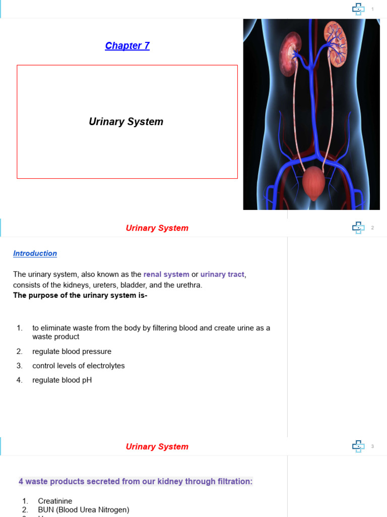 Overview of the Urinary System | PDF | Urinary System | Urine