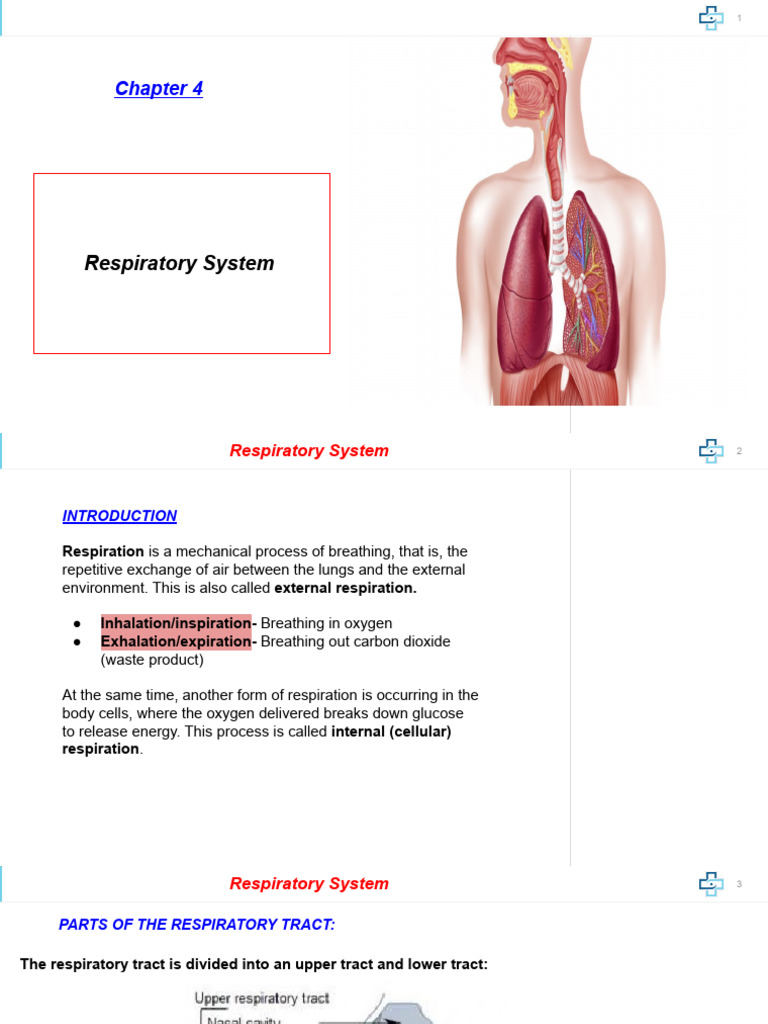 Revised Chapter-5_ Google Slide_ Respiratory System | PDF | Respiratory ...