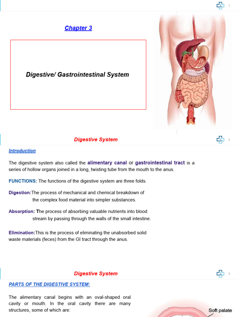 Revised Chapter-2 - Google Slide - Digestive System | Download Free PDF | Human Digestive System ...