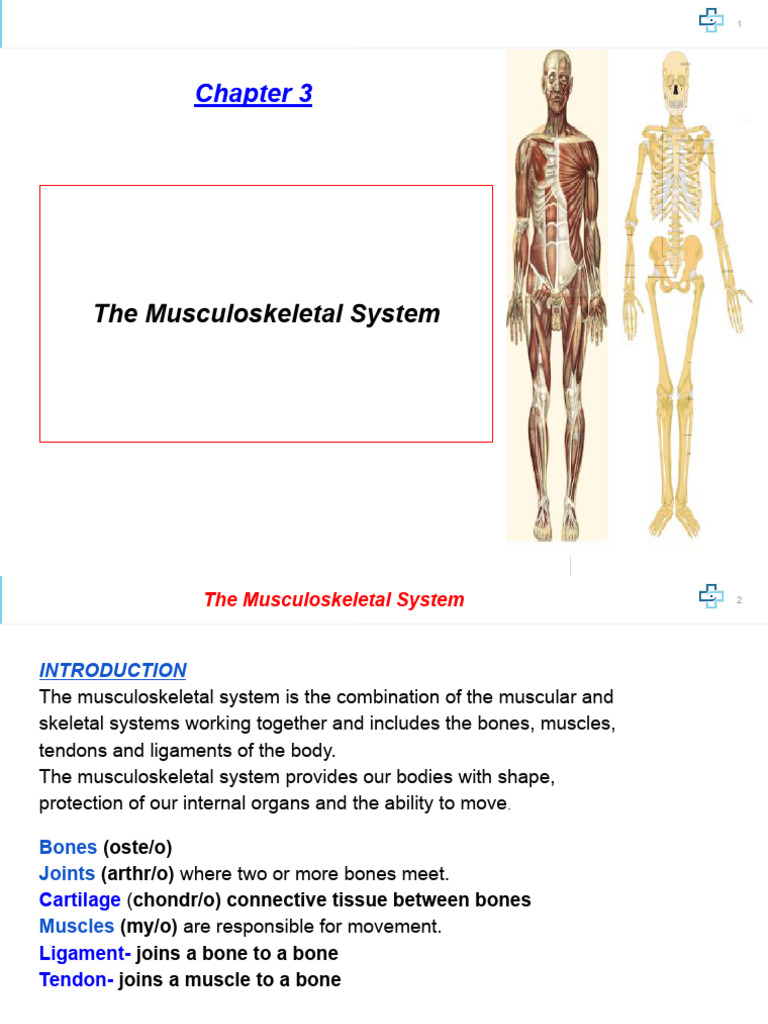 Revised Chapter - 3 - Google Slide - The Musculoskeletal System | PDF ...