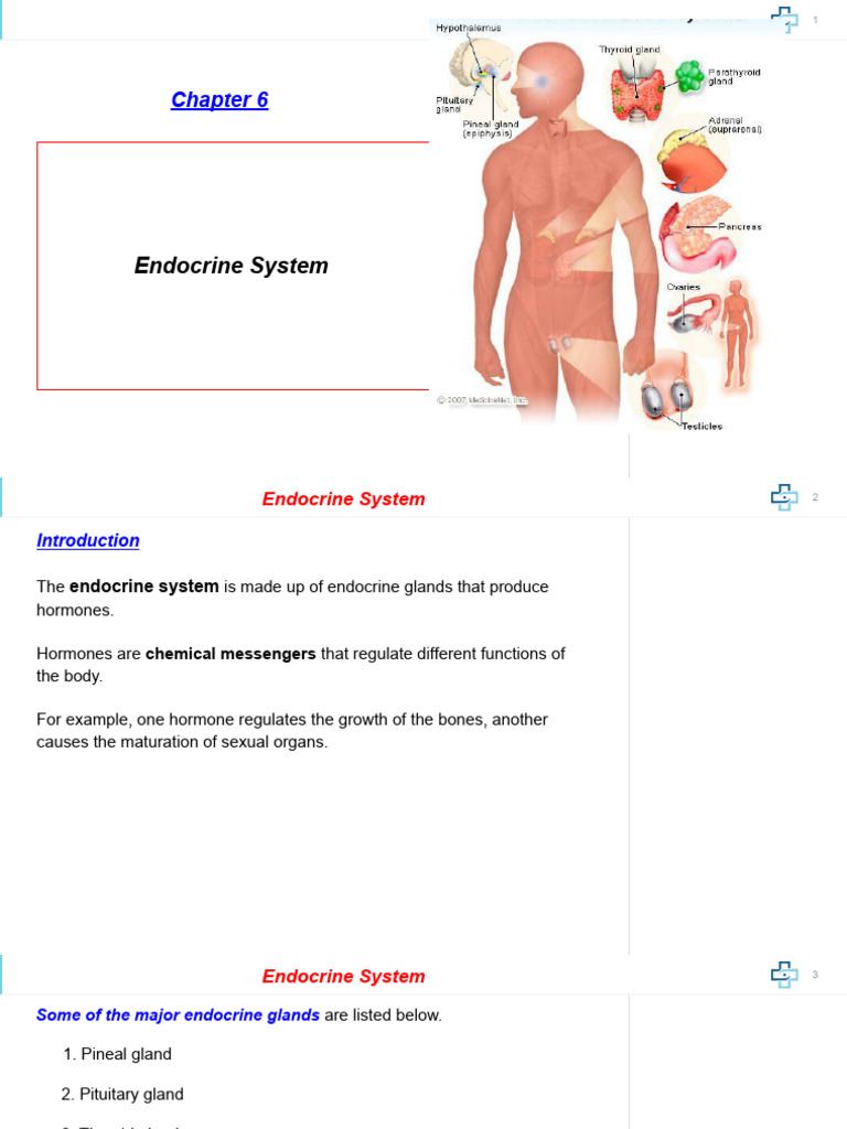 Revised Chapter 4 - Google Slide - Endocrine System | PDF | Endocrine ...