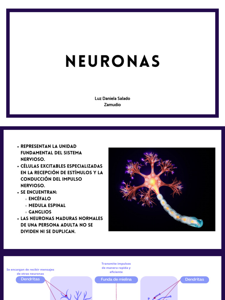 Neuronas LS | PDF | Neurona | Sinapsis