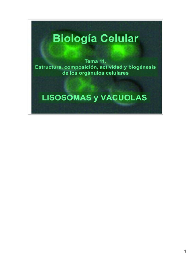 Tema 11. Lisosomas, Vacuolas y Endosomas | PDF | Citoplasma | Anatomía