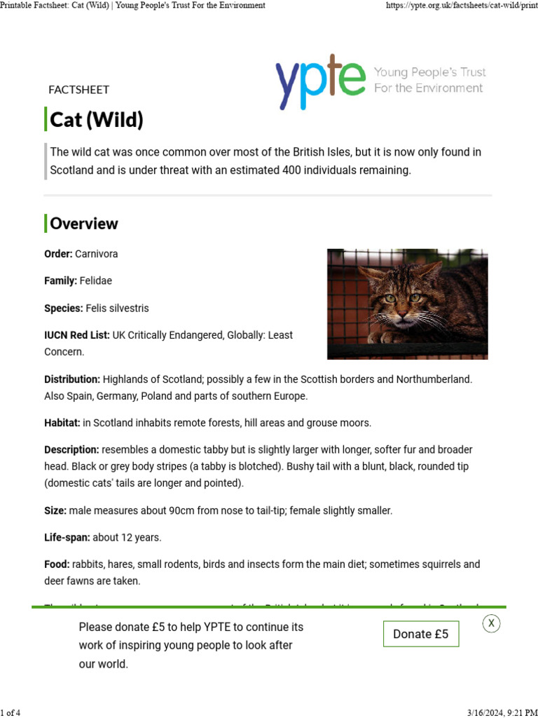 Printable Factsheet Cat (Wild) Young People's Trust For The Environment | Download Free PDF ...