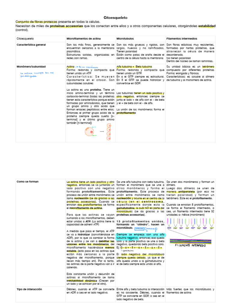 Resumen Citoesqueleto | PDF | Microtúbulos | Actina