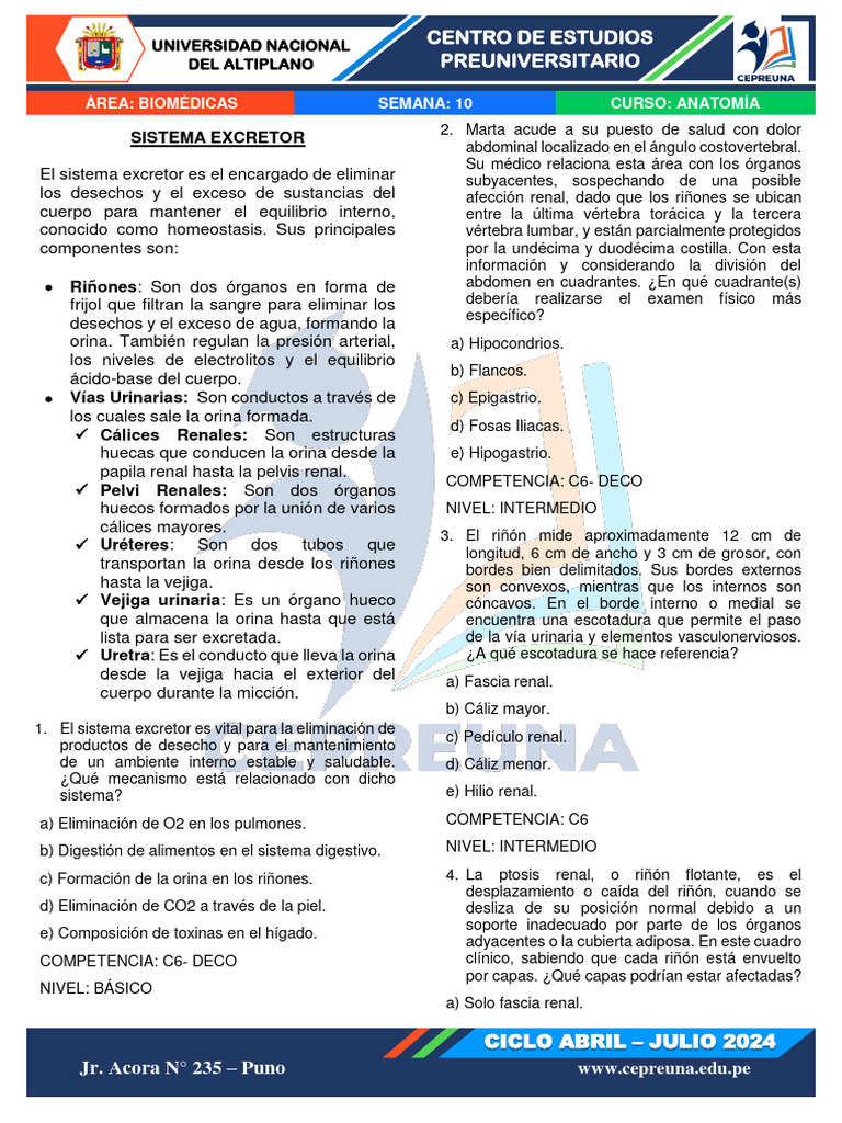 Cuadernillo 20240609 ANATOMIA | PDF | Riñón | Sistema urinario