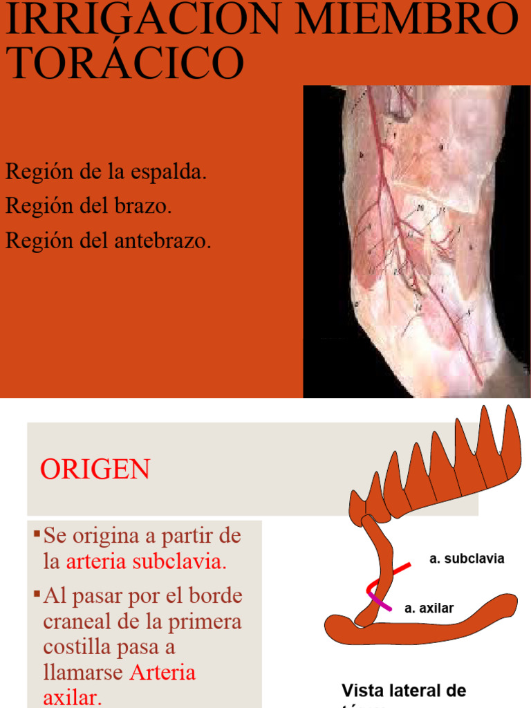 Irrigación Miembro Torácico | PDF | Codo | Extremidades (anatomía)