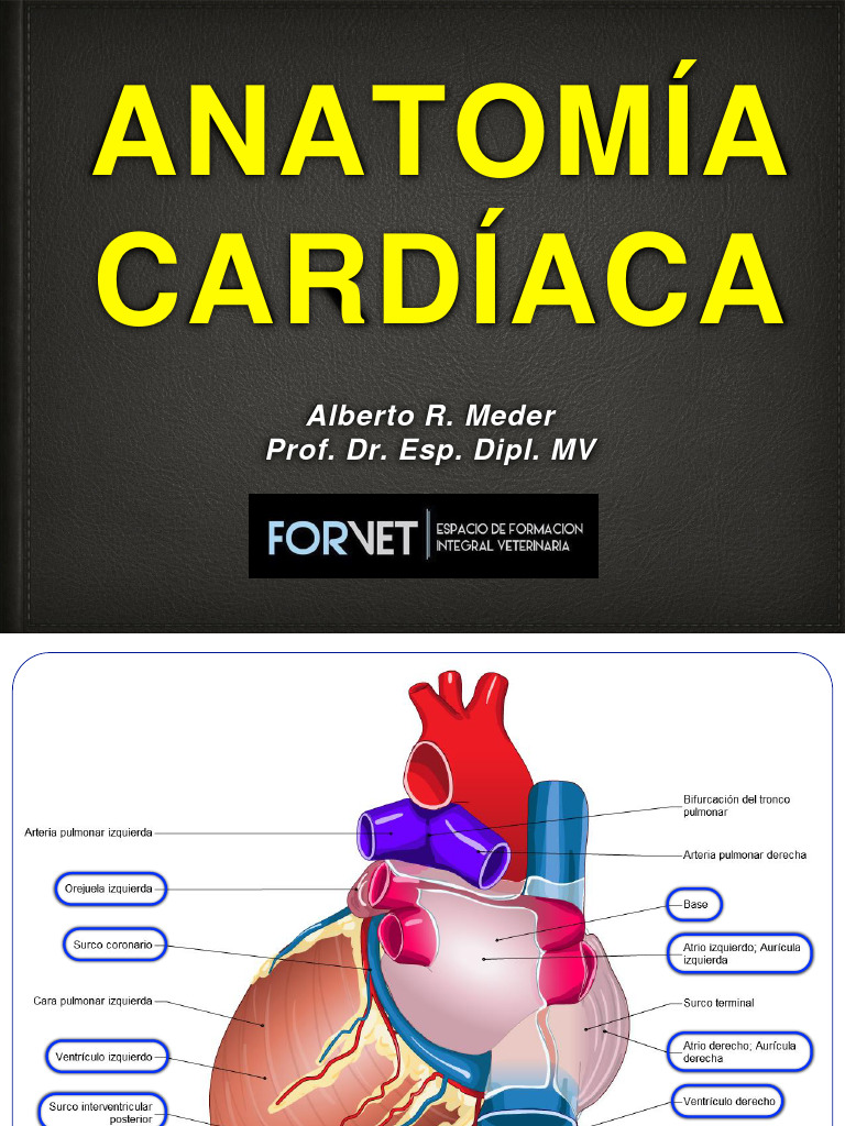 Anatomia Cardiaca | PDF | Aorta | Atrio (corazón)