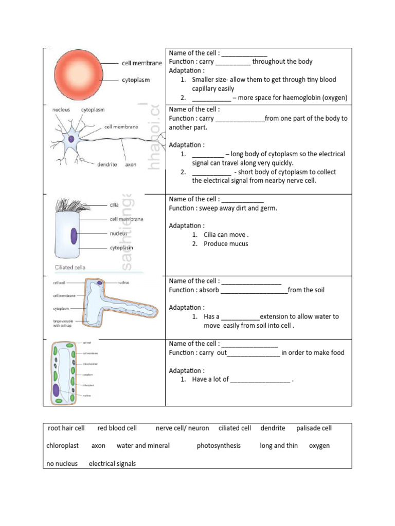 Year 7 Cell | PDF