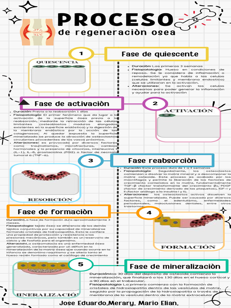 Proceso de Regeneración Osea | PDF | Hueso | Biología Celular