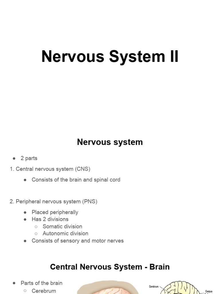 Human Physiology Nervous System - Part 1 | PDF | Brainstem | Central Nervous System