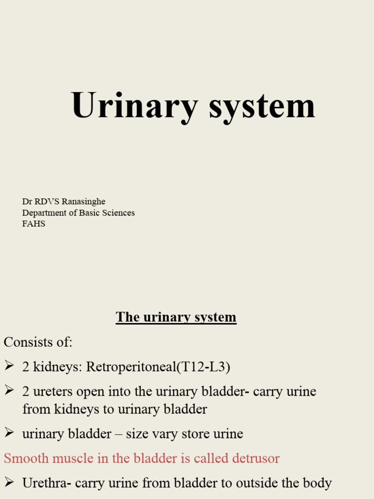 Human Physiology; Urinary system | Download Free PDF | Kidney | Urinary ...