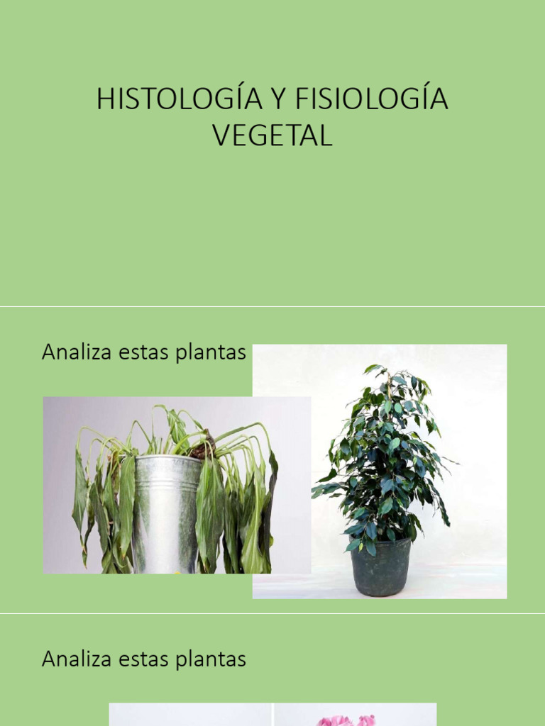 Histologia y Fisiologia Vegetal | PDF | Plantas | Fotosíntesis