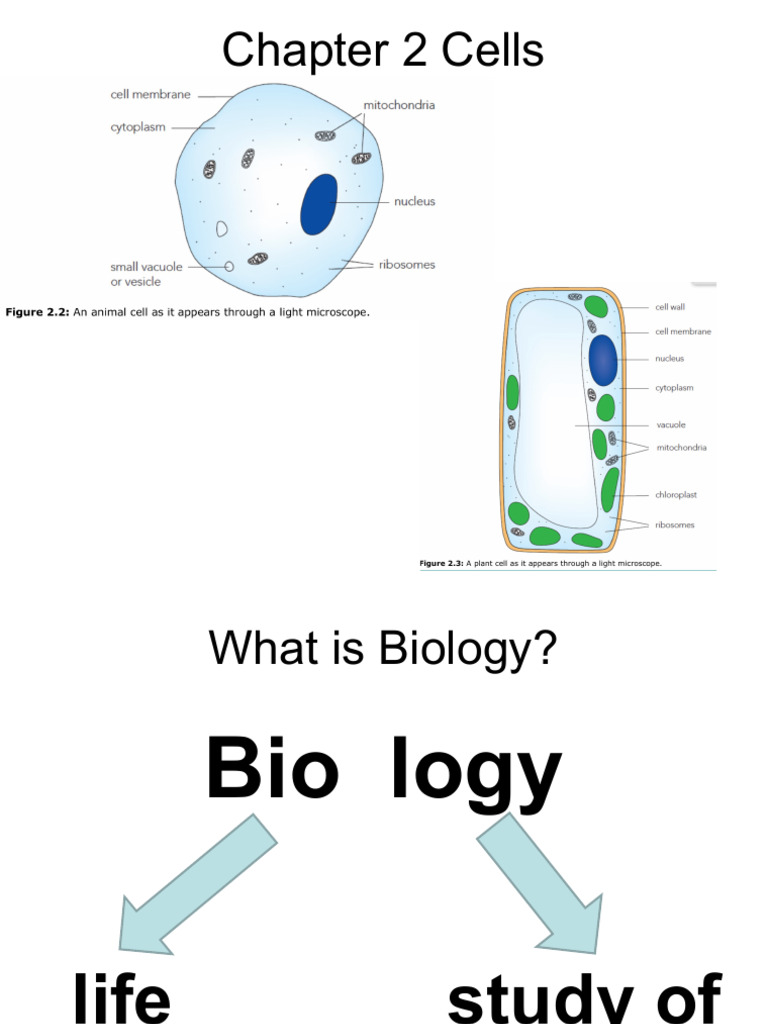 Chapter 2 Organisation of The Organism Biology | PDF | Cell (Biology ...