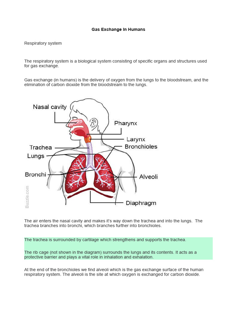 Gas Exchange in Humans | PDF | Respiratory System | Breathing