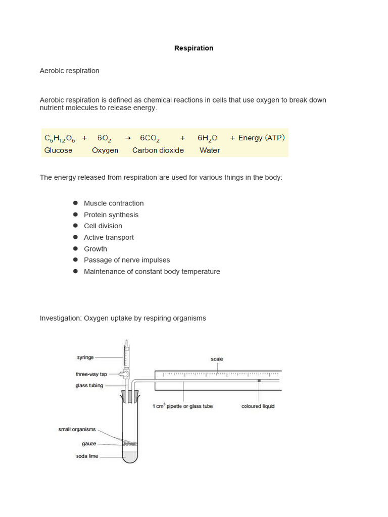 Documento Sin Título | PDF | Cellular Respiration | Skeletal Muscle