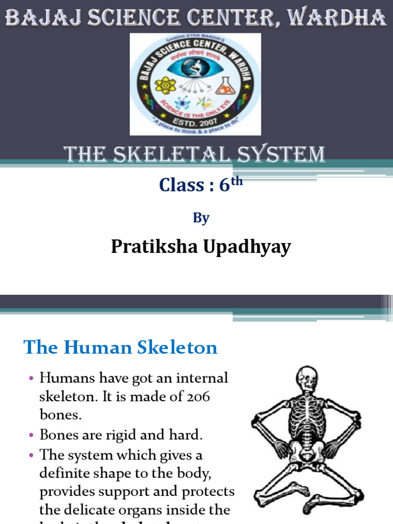 The Skeletal System | Download Free PDF | Vertebral Column | Skeleton