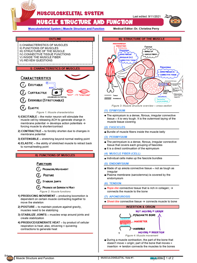 386 - Musculoskeletal Physiology) Muscle Structure and Function | PDF ...