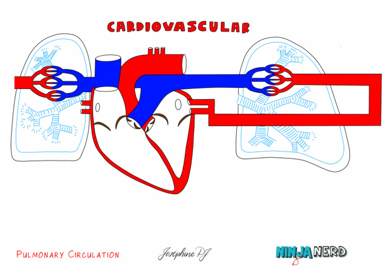 Circulatory System) Pulmonary Circulation - Handout | PDF