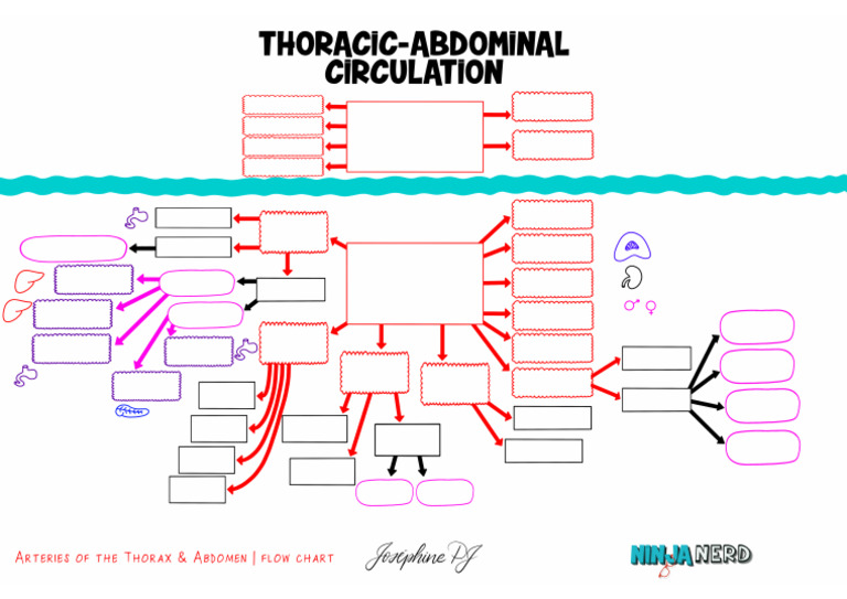 Circulatory System Arteries Of Thorax And Abdomen Flow Chart