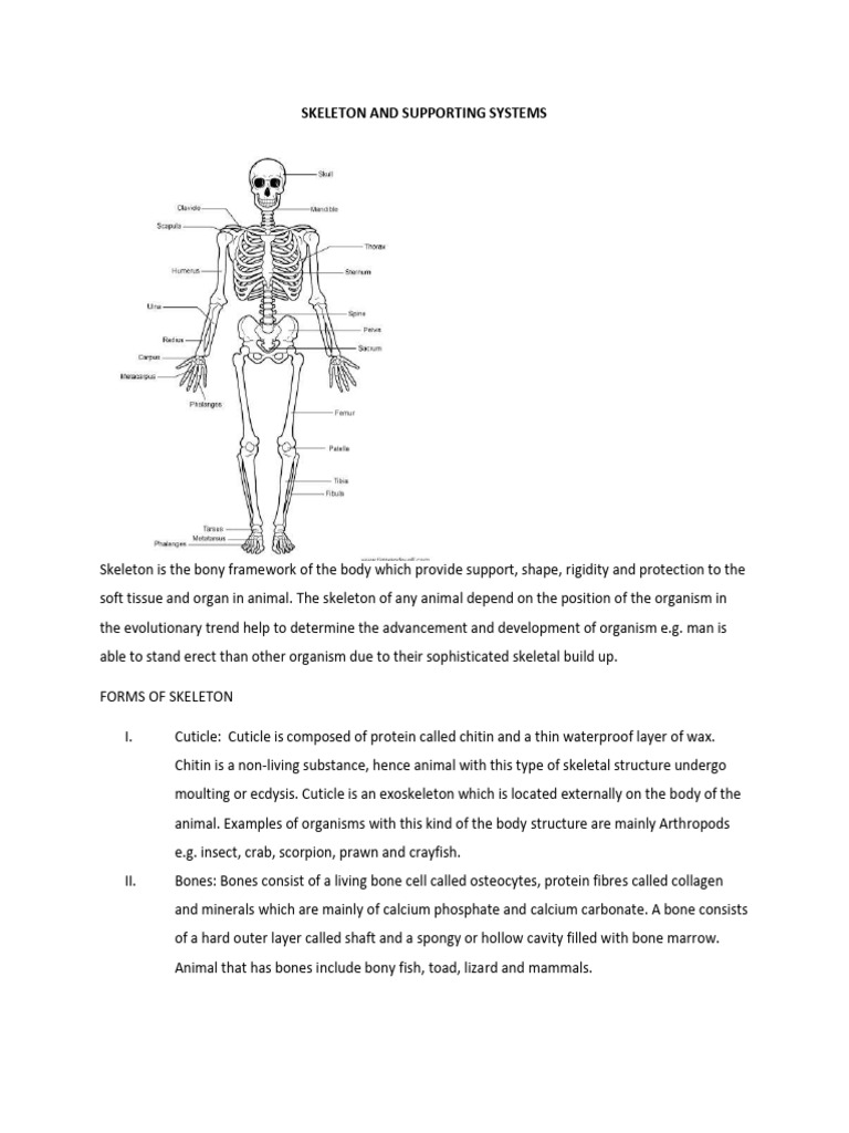 Tissue and Supporting System | Download Free PDF | Vertebra | Skeleton