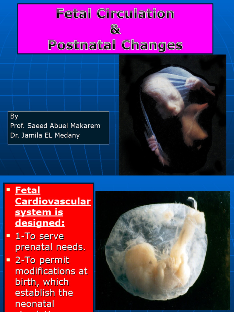 4 Fetal Circulation | PDF | Fetus | Cardiovascular System