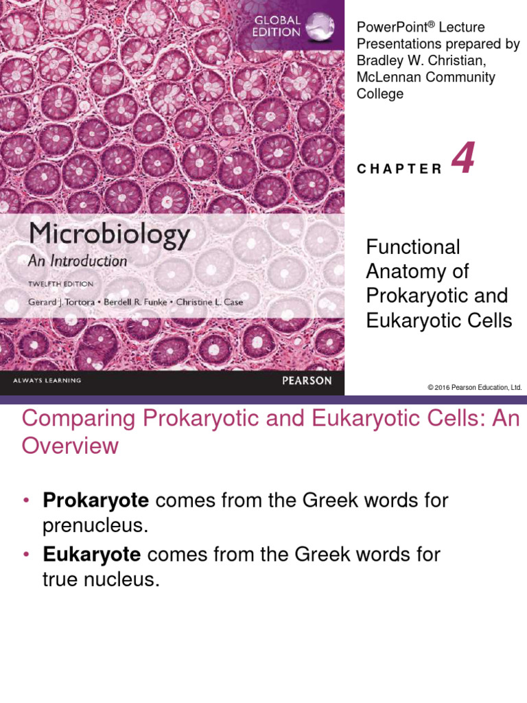 CH 04 Lecture Presentation Part1 | Download Free PDF | Gram Positive Bacteria | Gram Negative ...
