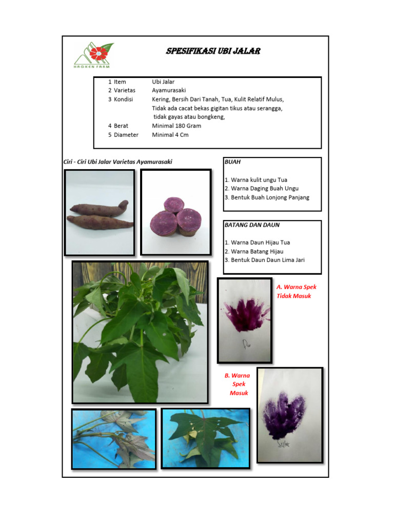 Spesifikasi Ubi Jalar | PDF
