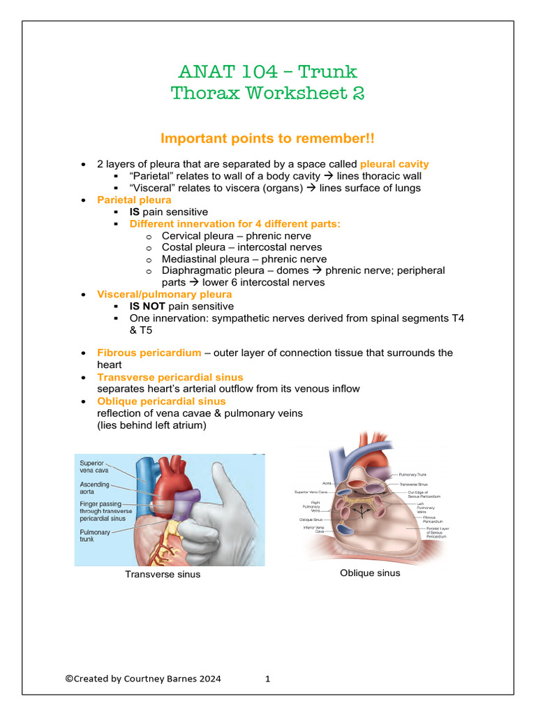 ANAT 104 - Thorax Worksheet 2 | PDF | Heart | Heart Valve