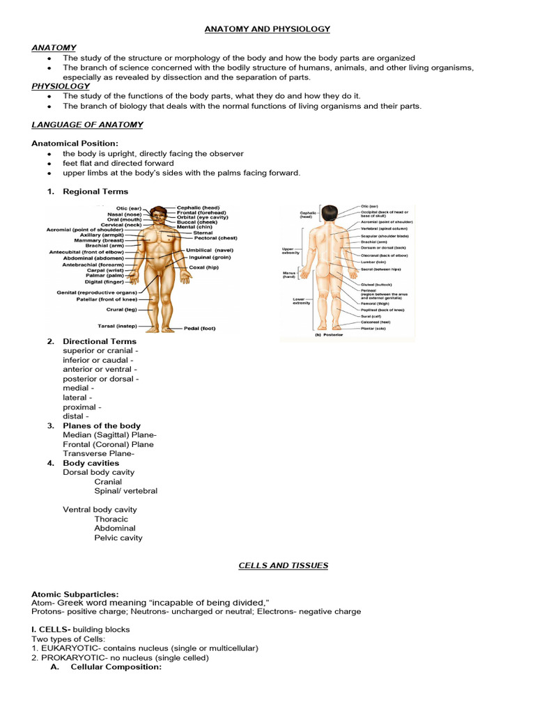 Anaphysio Lecture | PDF | Muscle Contraction | Bone