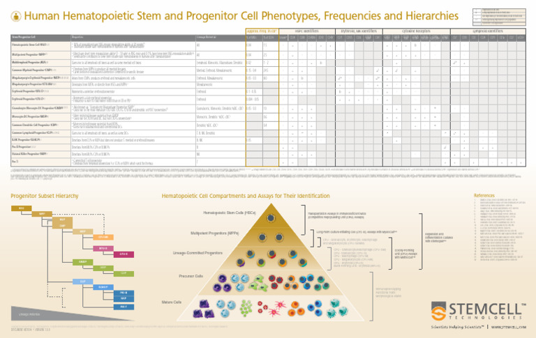 WA27034-Human HSPC Phenotyping | PDF | Haematopoiesis | Hematopoietic ...