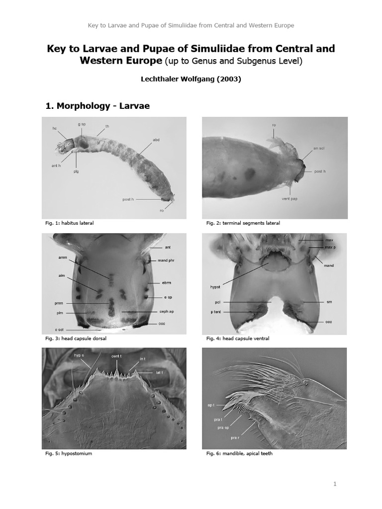 Simuliidae Larvae and Pupae Identification Guide | PDF | Pupa ...