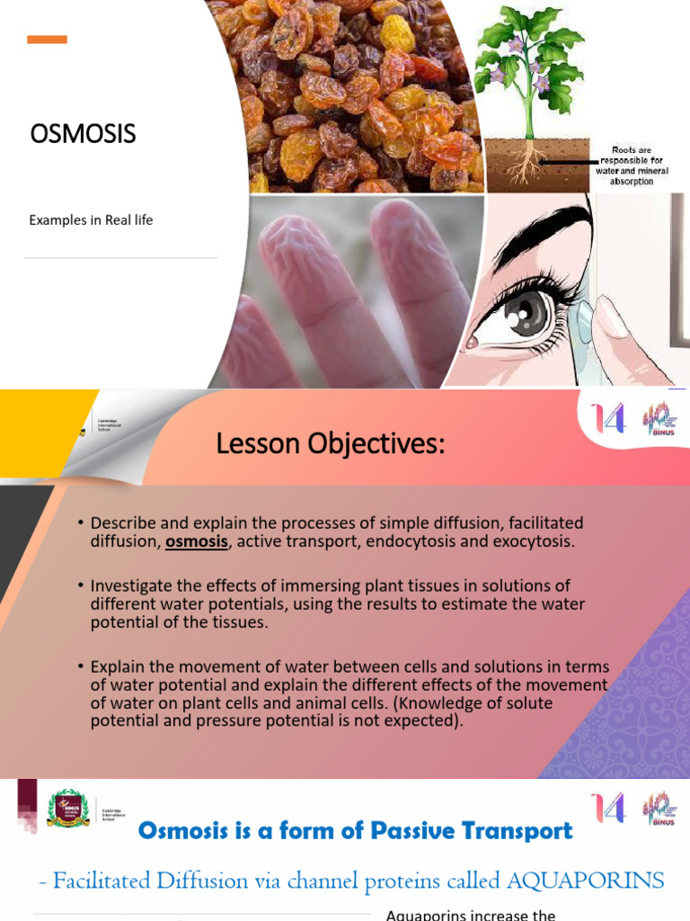 Gr10Sci - Cell Membrane Transport - Osmosis | PDF | Osmosis | Cell Membrane